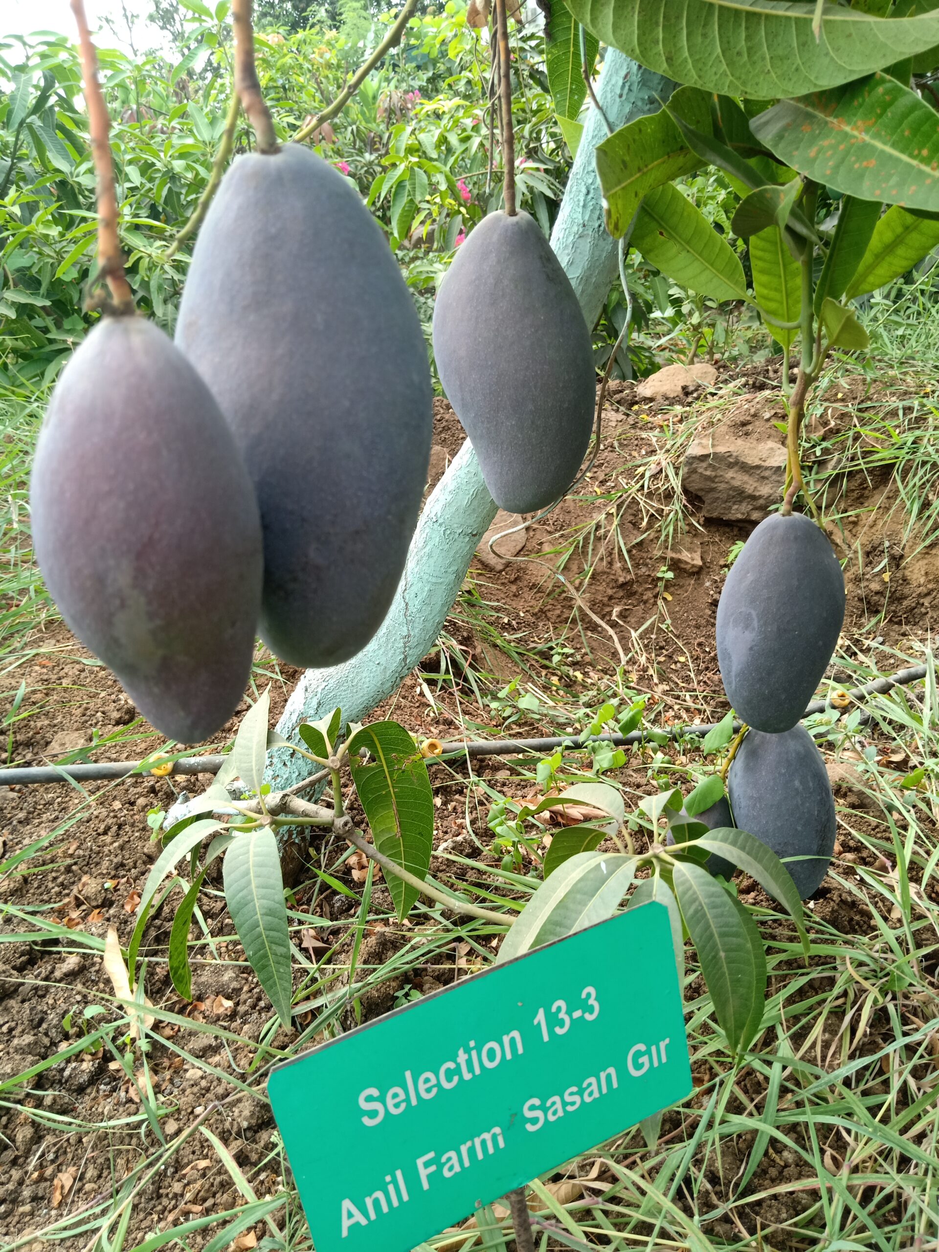 Mango Museum - Anil Farms Gir Jungle Resort